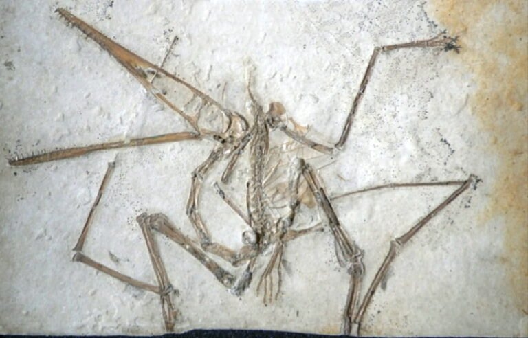 Teradactyl - Exploring Their Habitats, Evolution, And Legacy