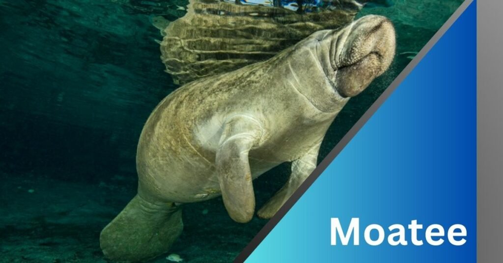 Moatee - Click Here For The Full Report!